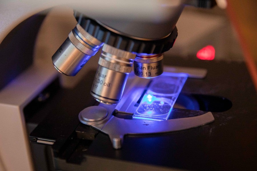 Undergraduate research expands through the CUREs model | Lipscomb ...